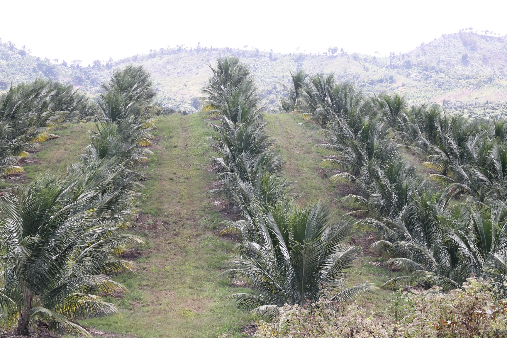 El Coco, cultivo de moda en la zona Este del país - atacandodigitalrd.com